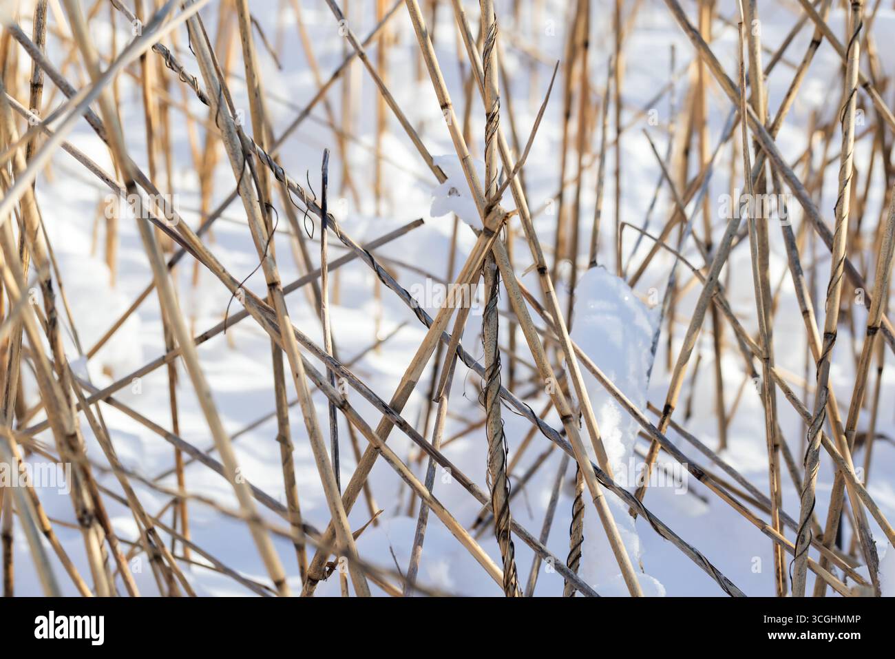 Brown dry reeds stand prominently against the white snow in a serene ...