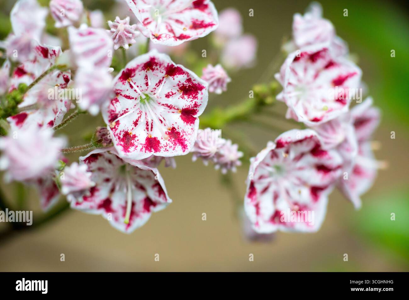 Red and white striped blooms of the Minuet variety of Mountain Laurel ...