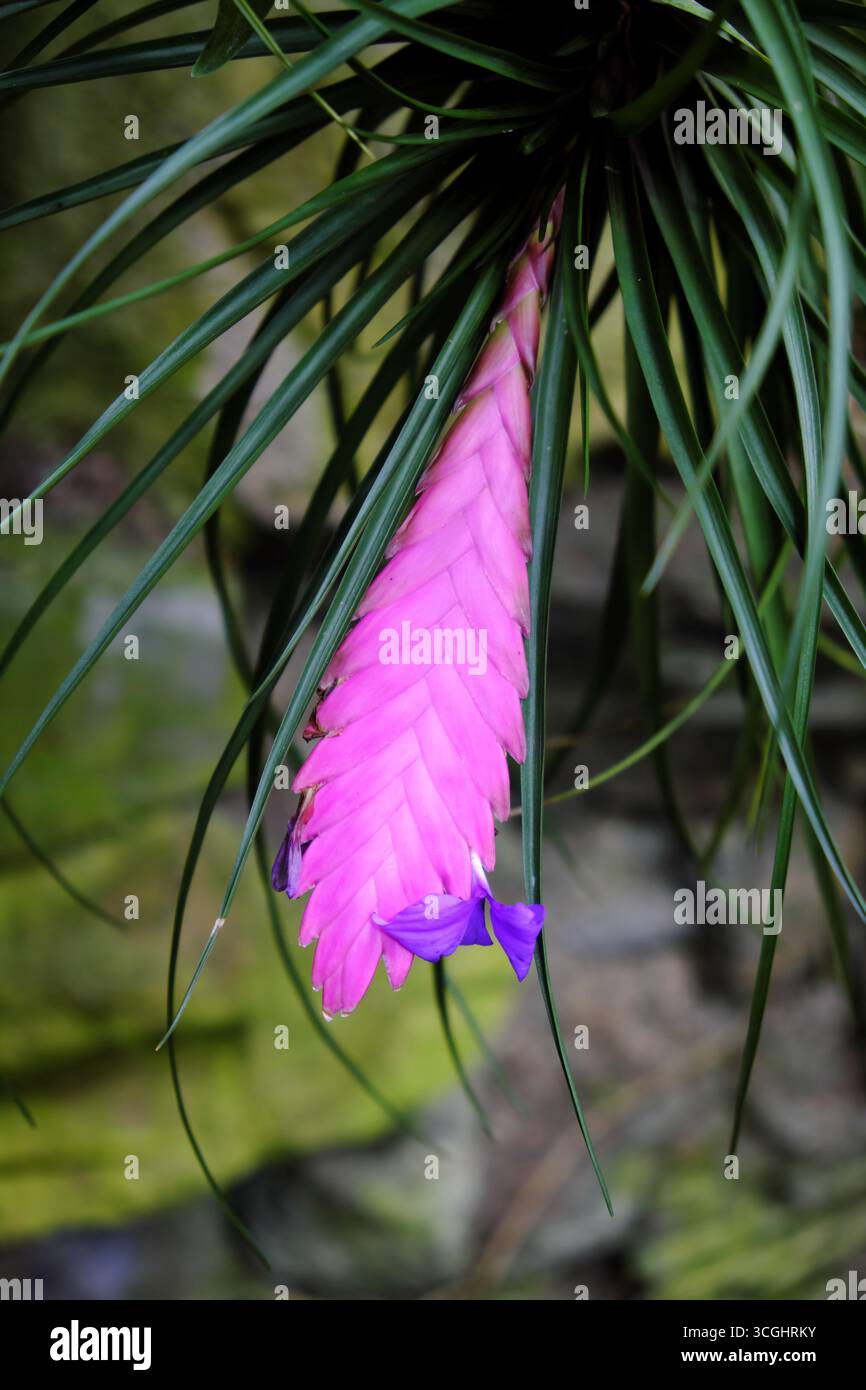 Beautiful tillandsia cyanea tropical hi-res stock photography and ...