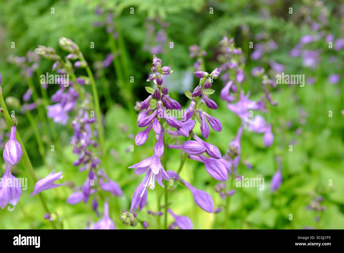 Hosta, Hidden Sunset Stock Photo - Alamy
