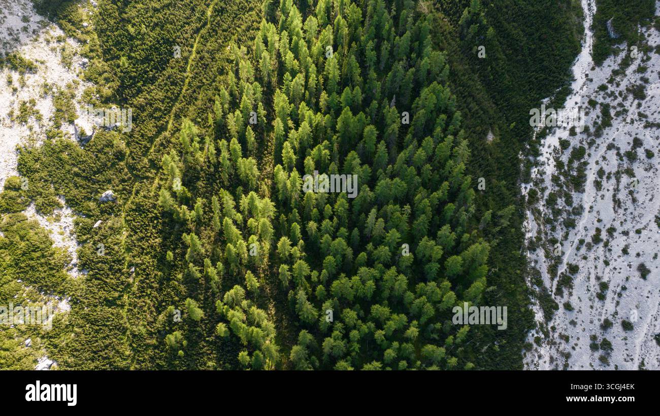 Aerial view of a dense green alpine forest surrounded by rocky white ...