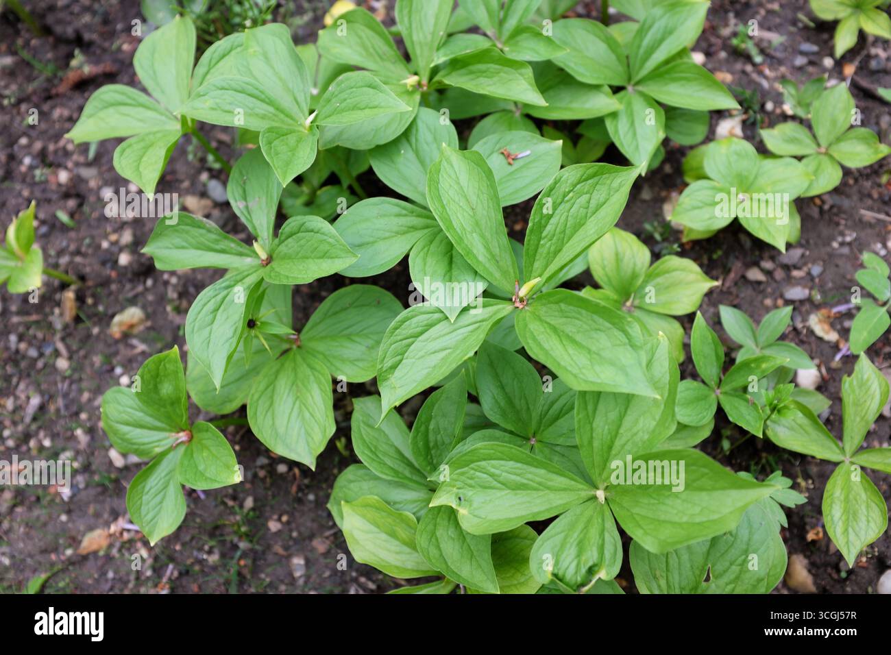 Melanthiaceae family hi-res stock photography and images - Alamy