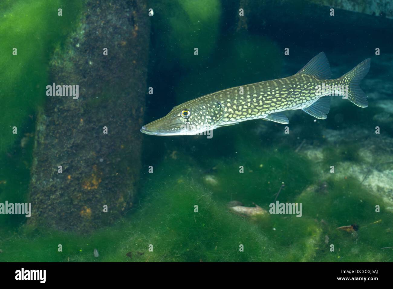 Chain pickerel fish hi-res stock photography and images - Alamy