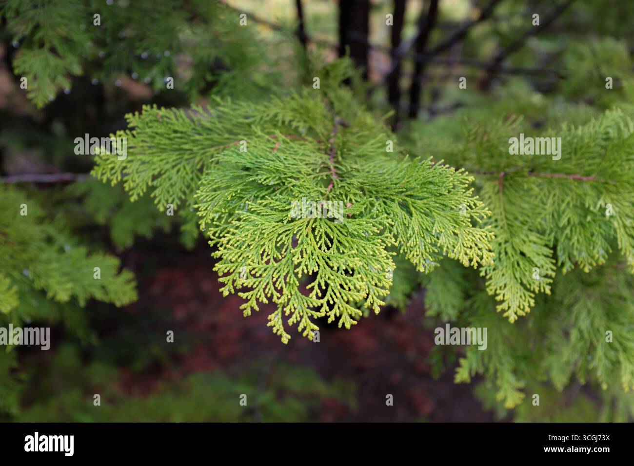 Chamaecyparis obtusa (Goldilocks), outdoor plants 2020 Stock Photo - Alamy
