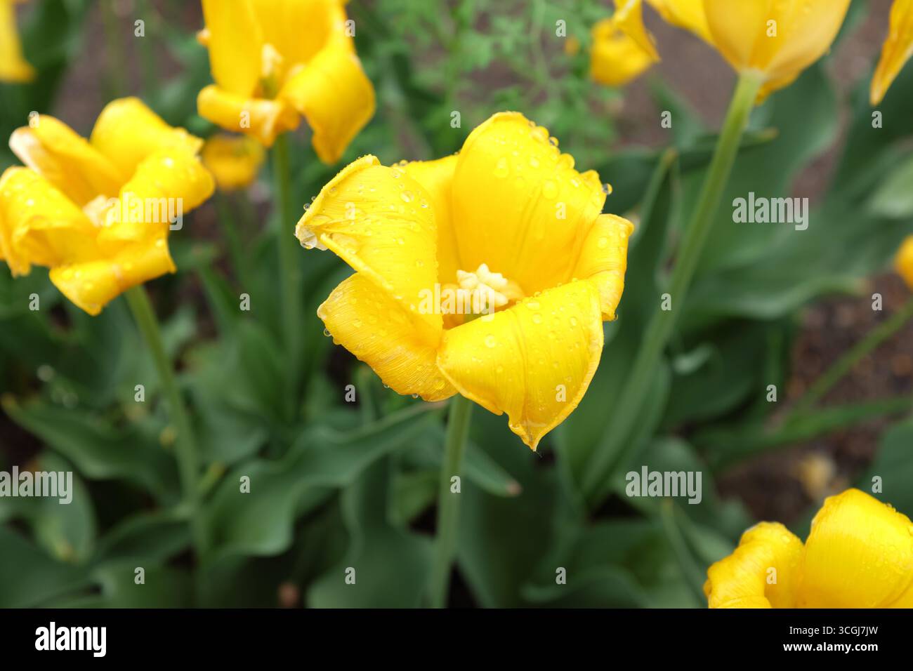 Tulipa (Flashback), outdoor plants 2020 Stock Photo - Alamy