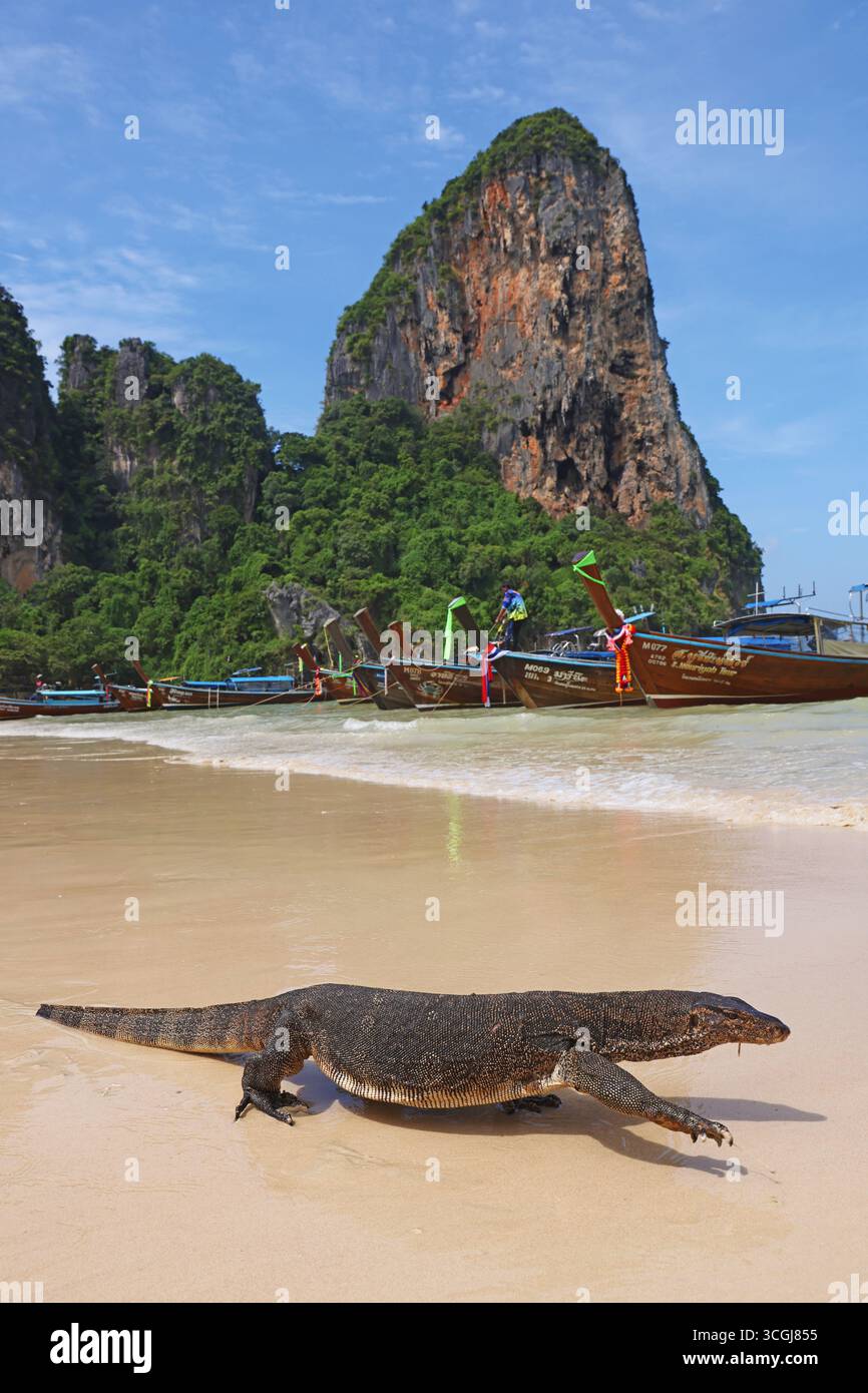 Monitor lizard and the limestone cliffs of West Railay Beach with long ...