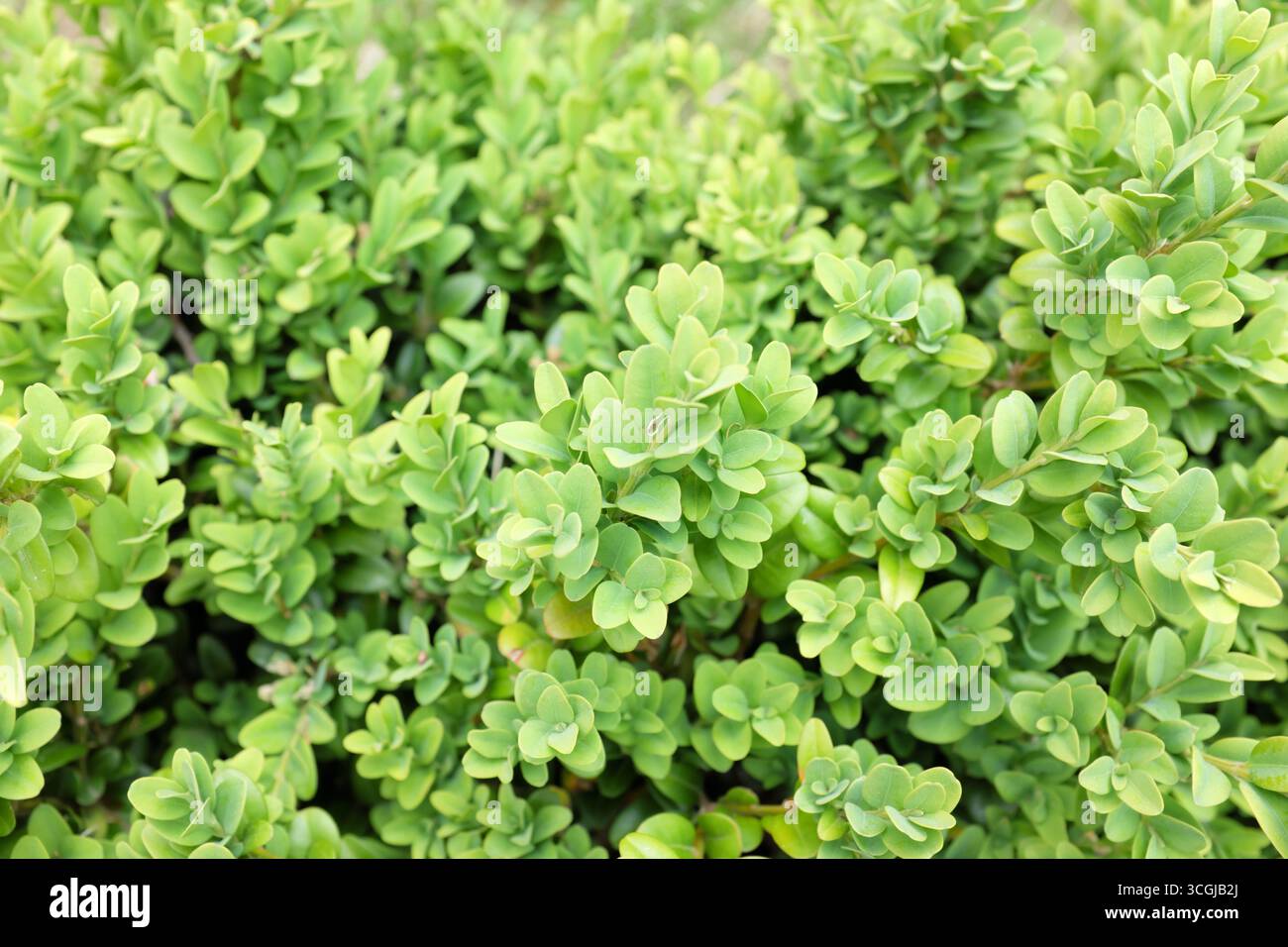Buxus sempervirens L. (Buxaceae), outdoor plants 2020 Stock Photo - Alamy