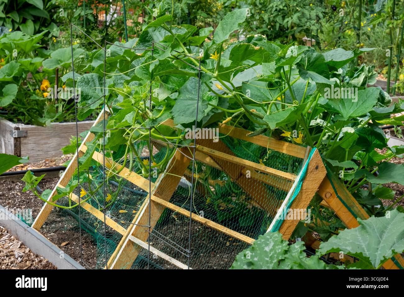 Cucumber frame bed hi-res stock photography and images - Alamy