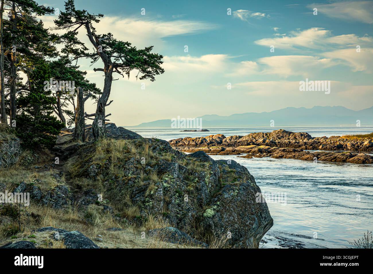 WA28585-00...WASHINGTON - Wind swept trees at Shark Reef Sanctuary at ...