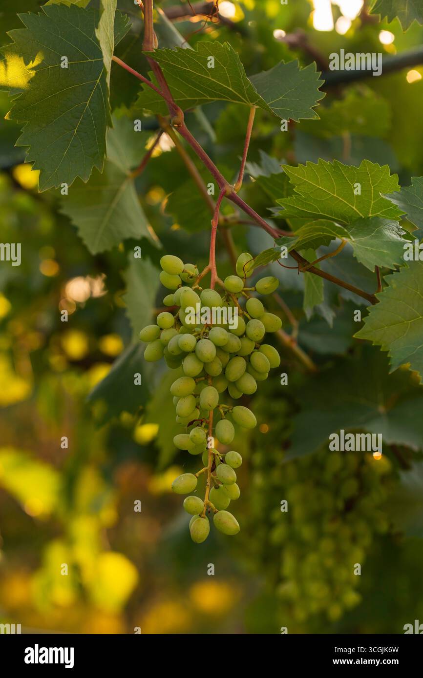 Close up grapes shallow depth macro hi-res stock photography and images ...
