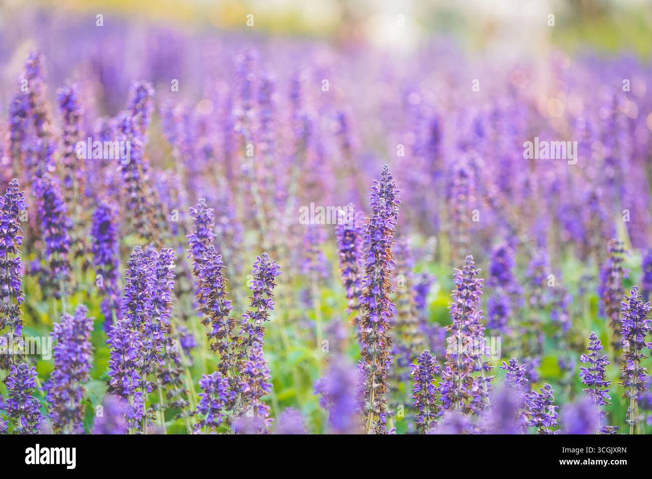 Field of purple spider flower blooms gently sway Stock Photo - Alamy