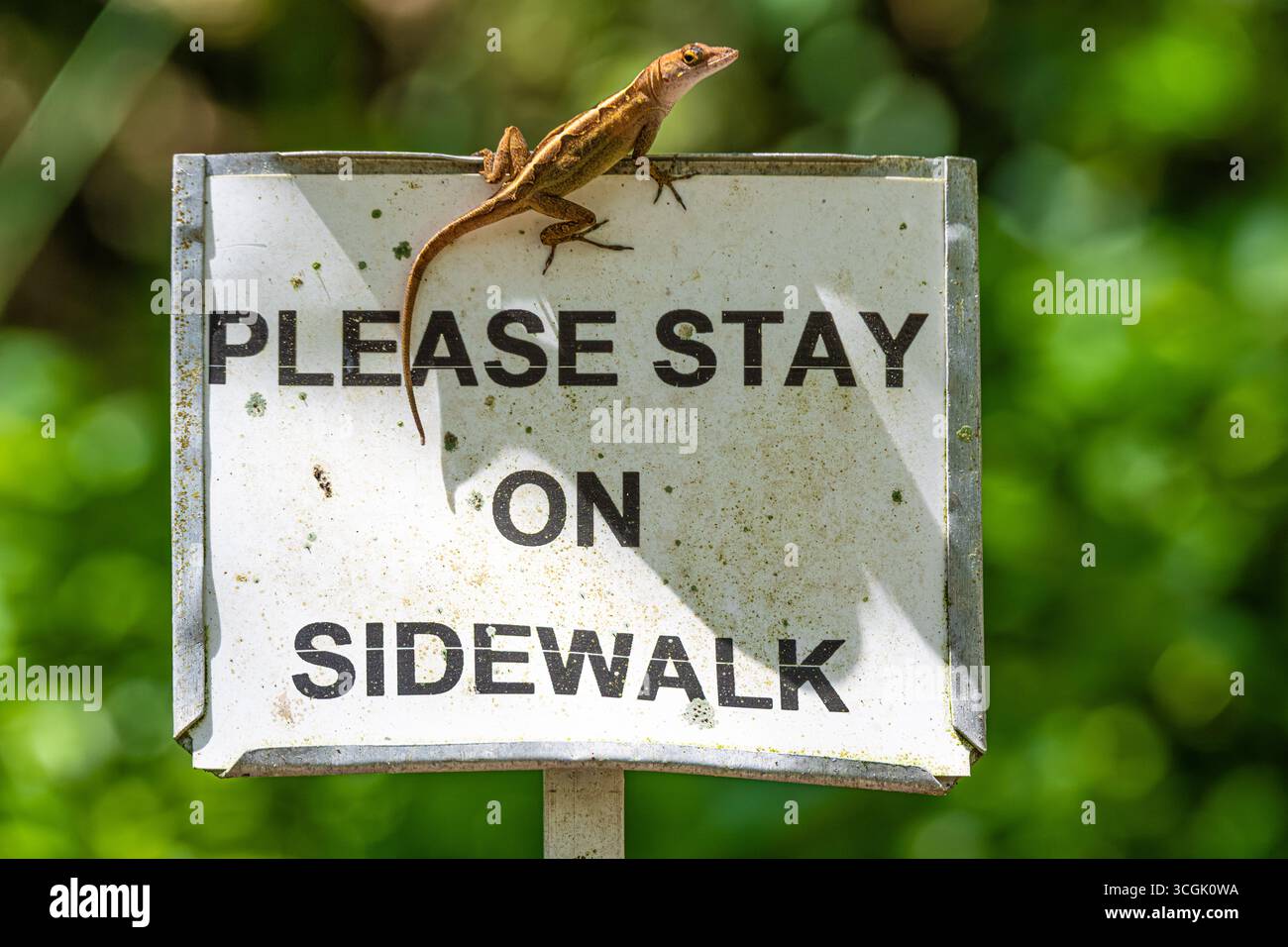 Kanapaha botanical gardens brown anole hi-res stock photography and ...