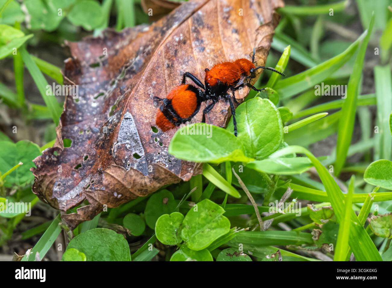 Red velvet ant leaf hi-res stock photography and images - Alamy