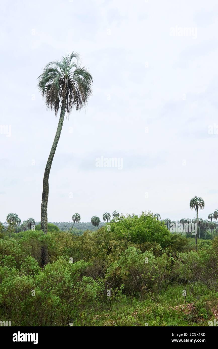Tropical scenery in El Palmar National Park, Entre Rios, Argentina, a ...