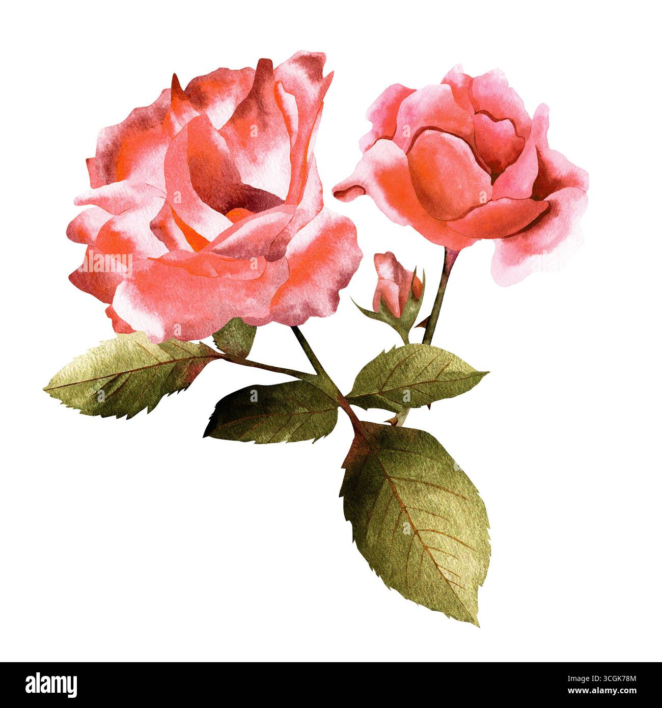 Watercolor white roses set Cut Out Stock Images & Pictures - Alamy