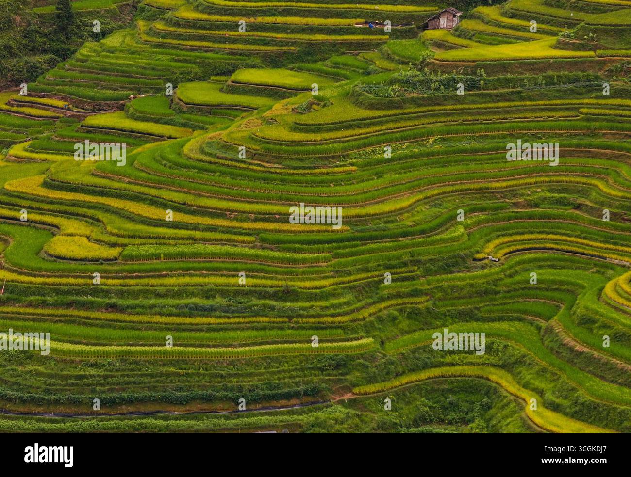 Aerial photo shows early autumn scenery of the terraced fields in ...