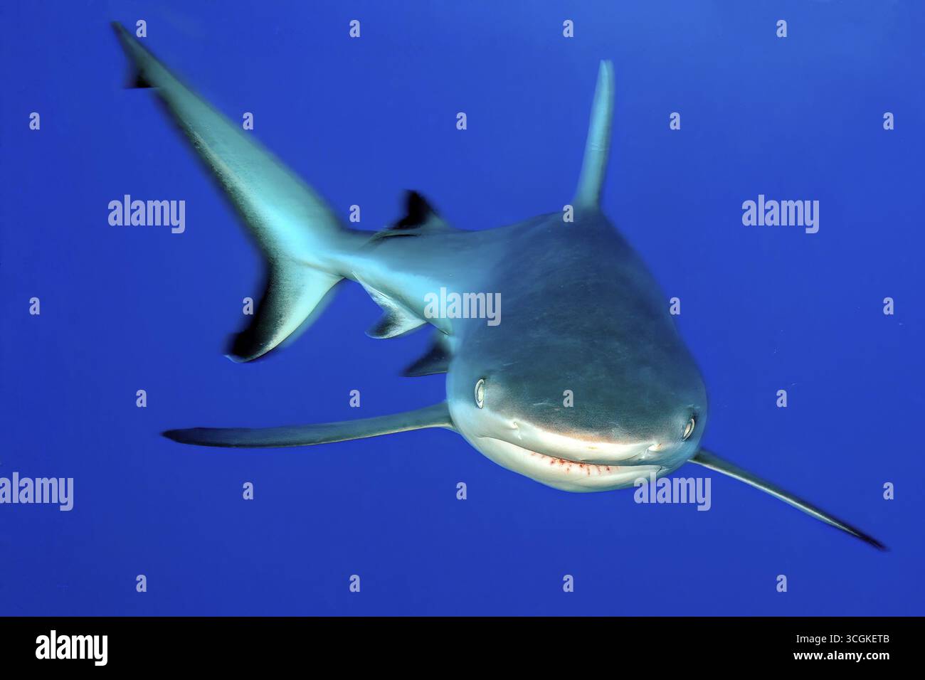 Underwater photo of large Grey reef shark (Carcharhinus amblyrhynchos ...