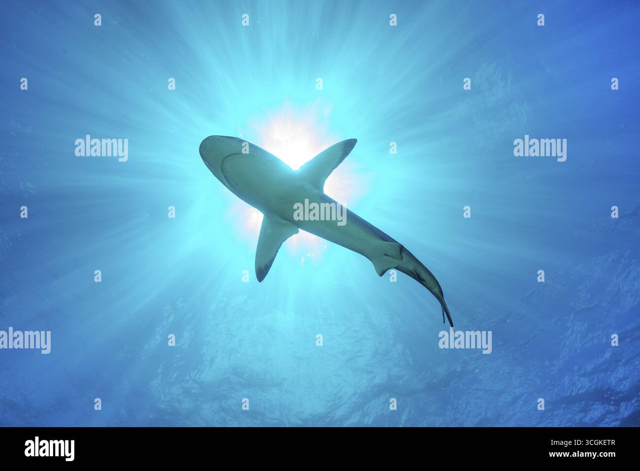 Underwater photo of view from depth to sea surface on underside of Grey ...