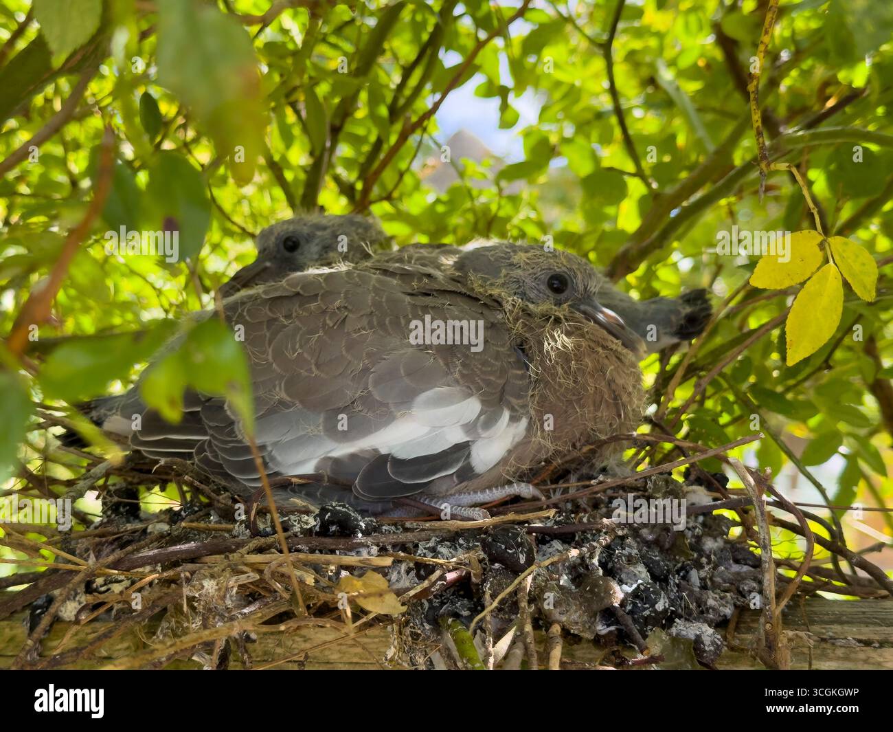 Two birdss in same nest hi-res stock photography and images - Alamy