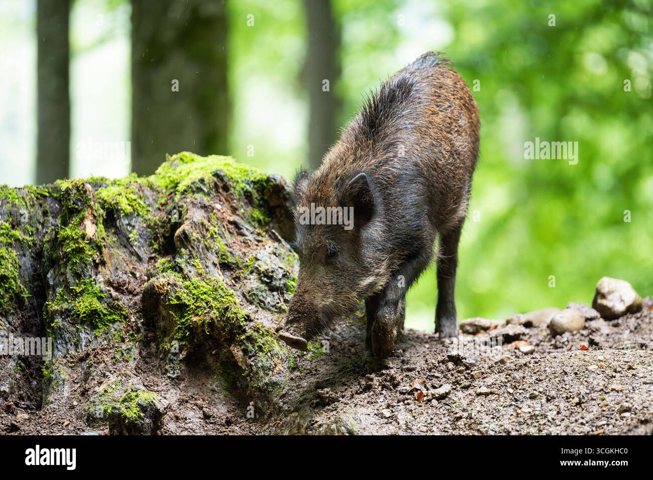 Ein Wildschwein Frischling geht in einem Wildtiergehege bei Bad Waldsee ...