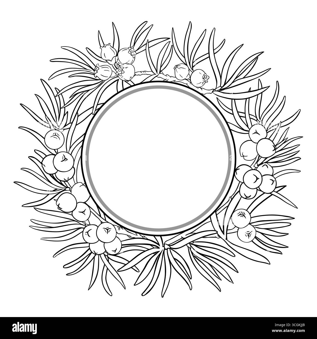 Juniper Branch Outline Round Frame Stock Vector Image & Art - Alamy