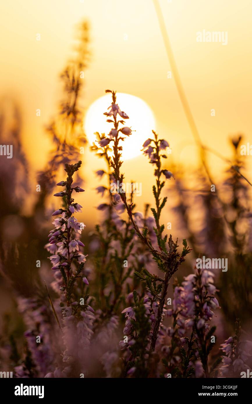 Heideblüte am 15.08.2025 im Sauerland Niedersfelder Hochheide im ...