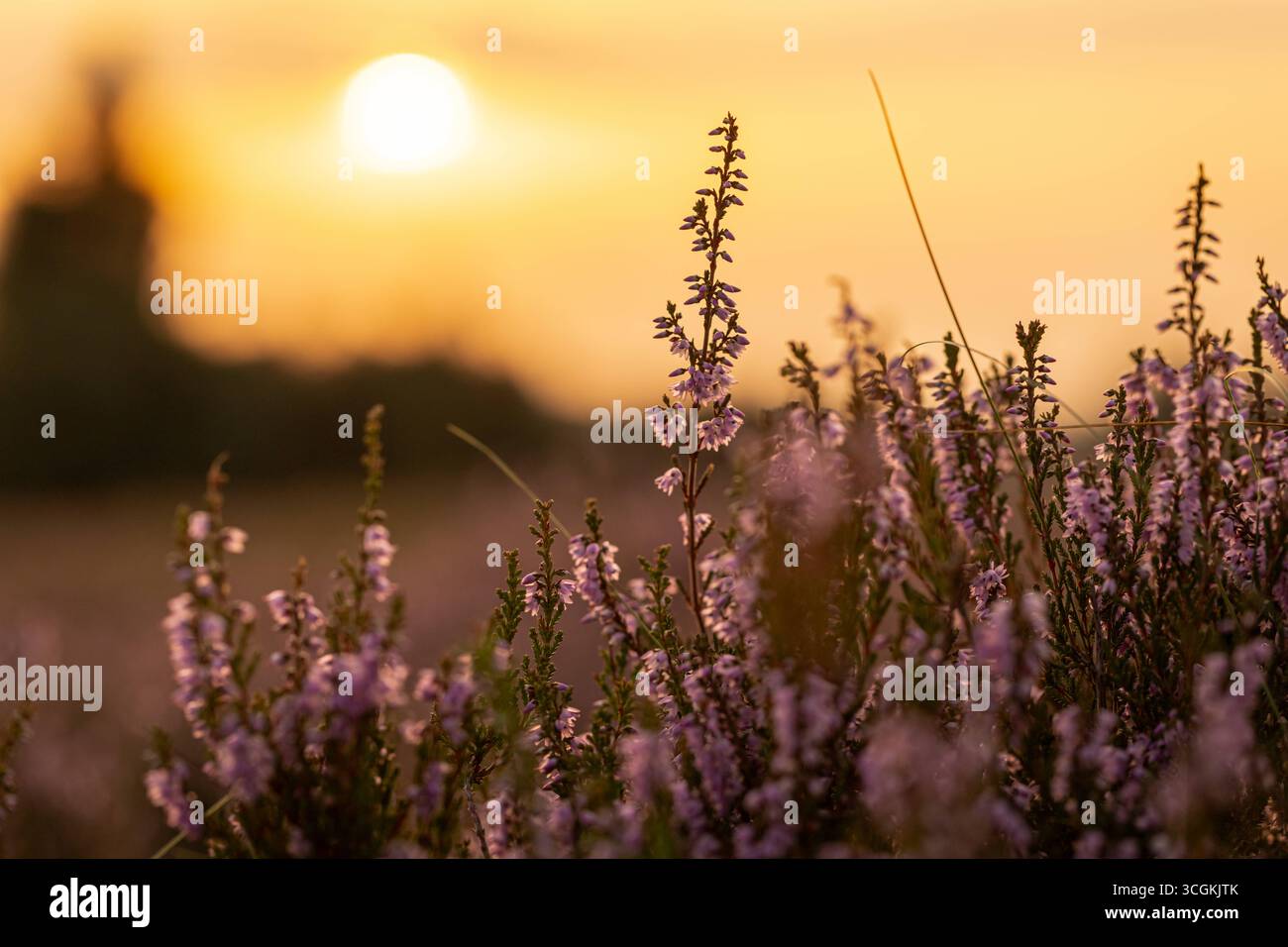 Heideblüte am 15.08.2025 im Sauerland Niedersfelder Hochheide im Sonnenaufgang *** Heather ...