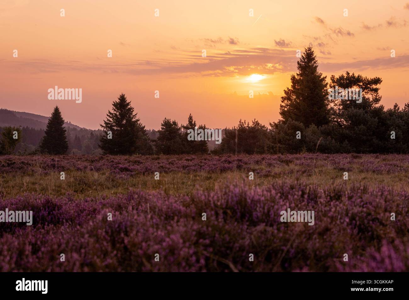 Heideblüte am 15.08.2025 im Sauerland Niedersfelder Hochheide im ...