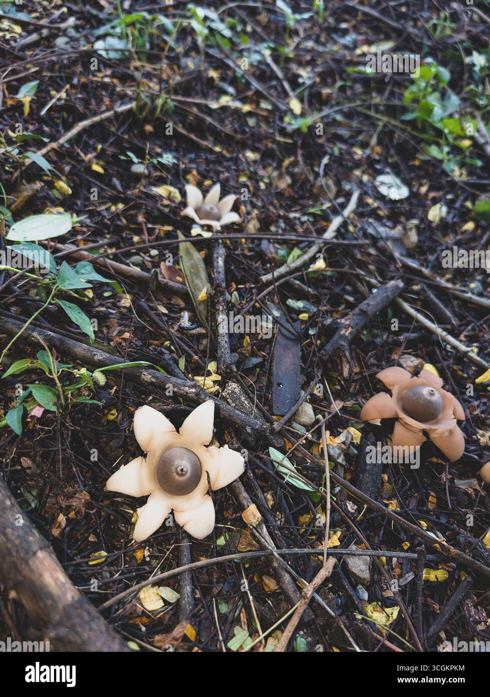 Earthstar fungi (Geastrum spp.) nestled among twigs and leaf litter on ...