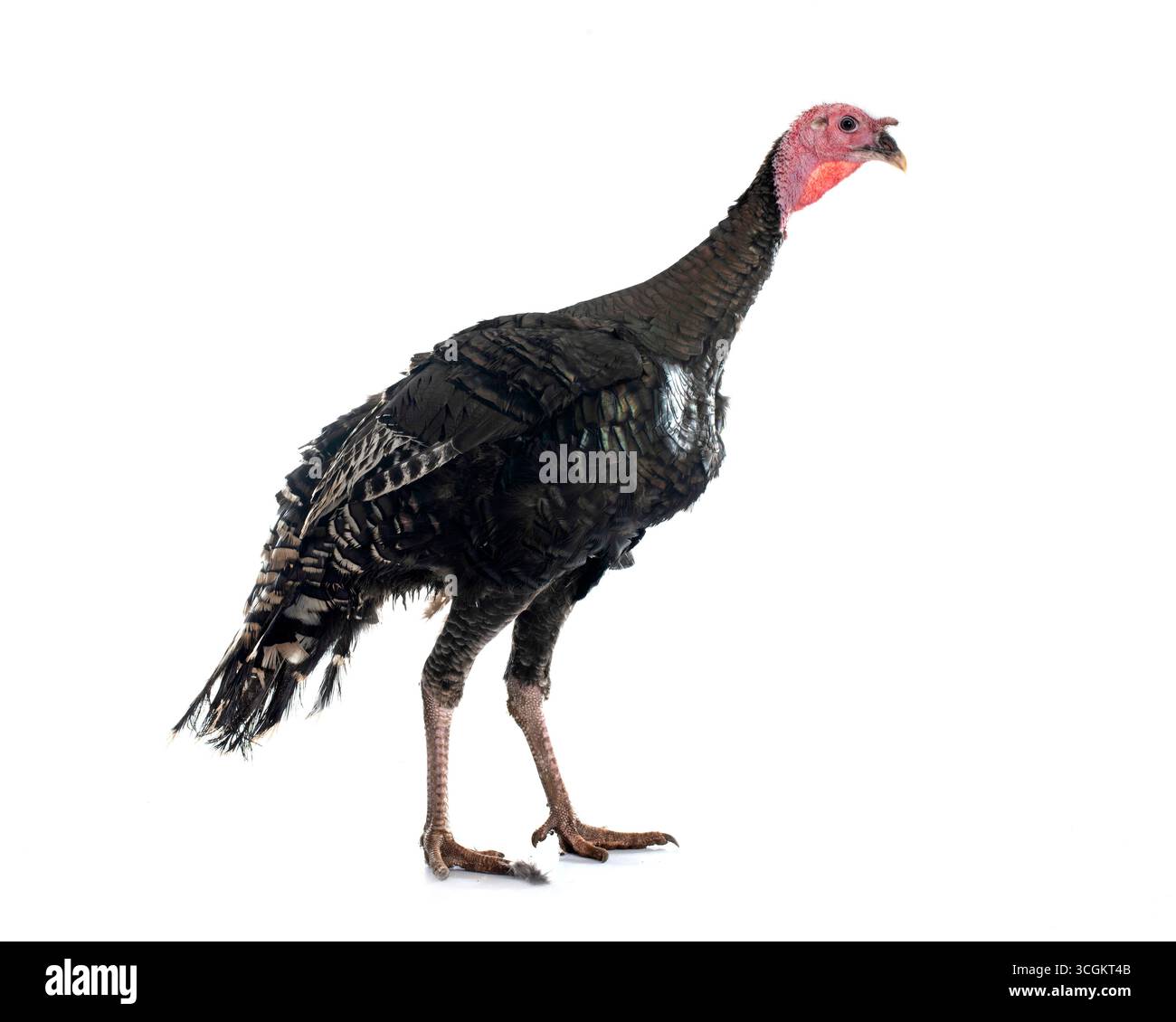 black turkey in front of white background Stock Photo - Alamy