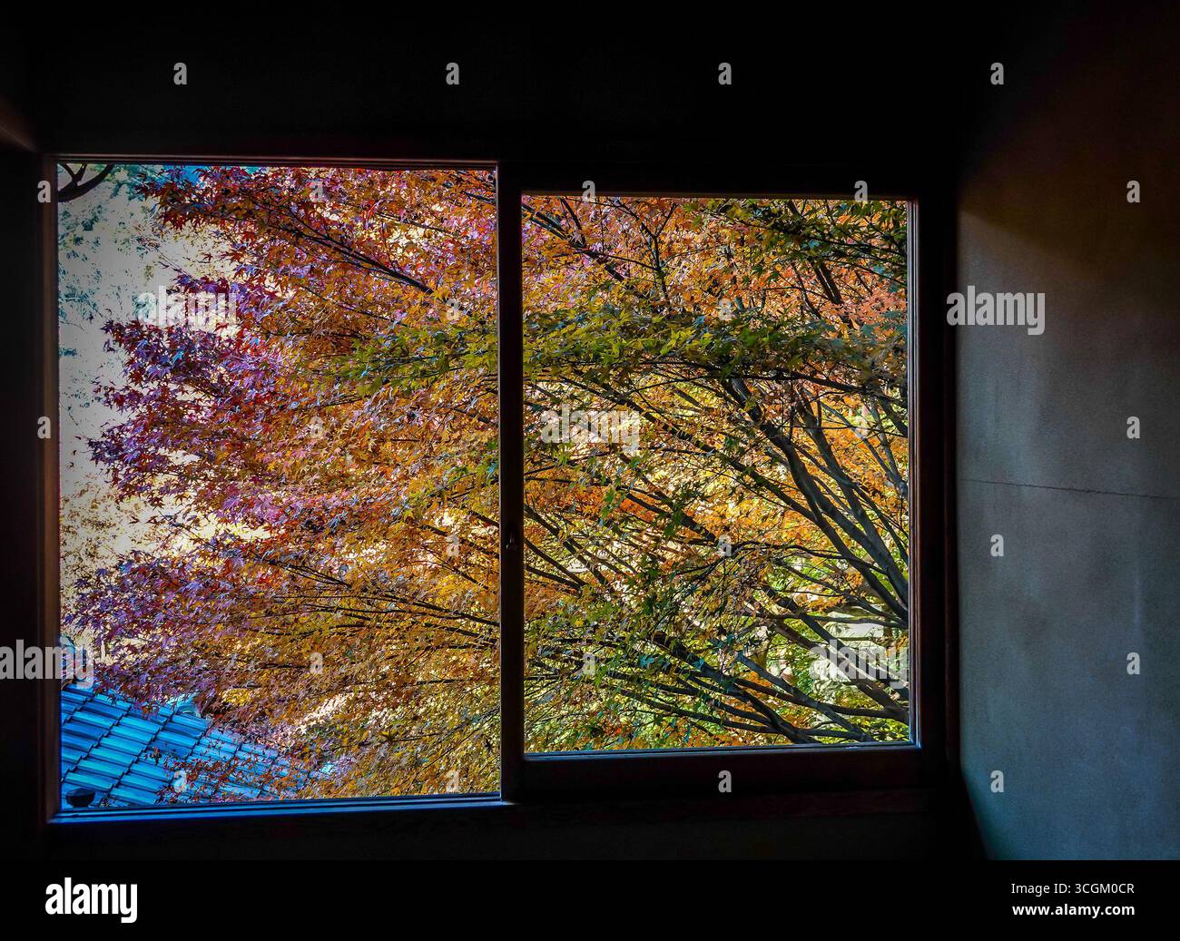 Inside a Japanese house with windows overlooking a beautiful autumn ...