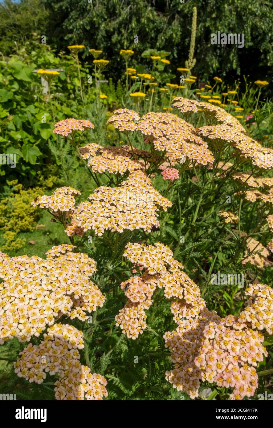 Achillea millefolium orange hi-res stock photography and images - Alamy