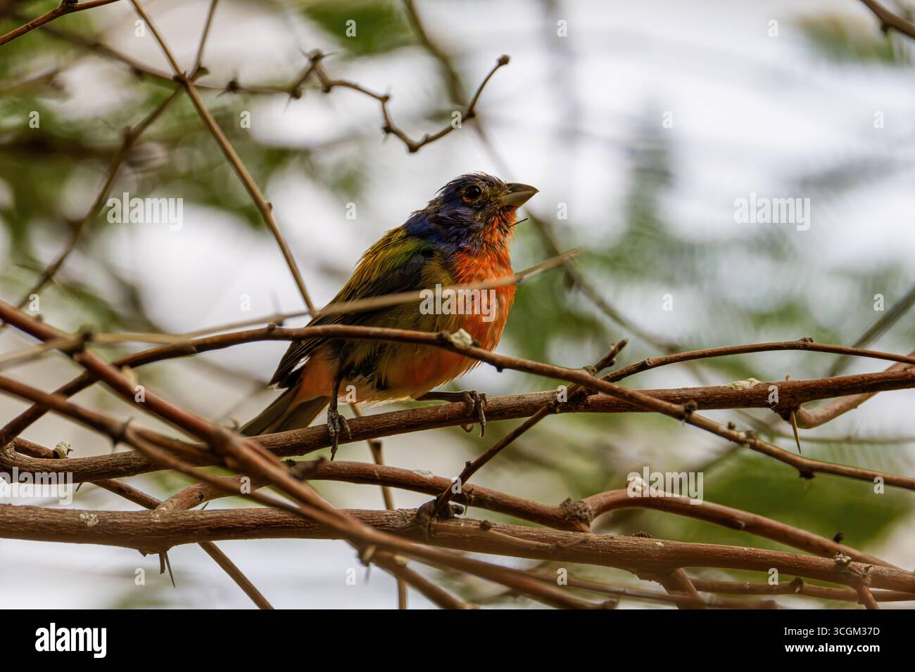 Colorful bird Painted bunting (passerina ciris) perched on a branch ...