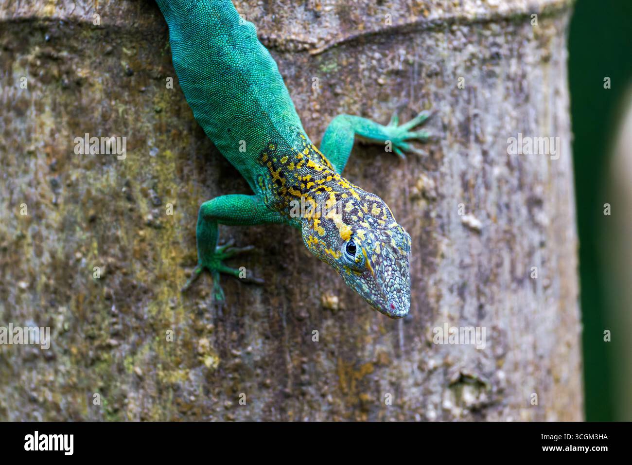 A vibrant green and yellow Anolis Marmoratus (Lleopard anole) clings to ...