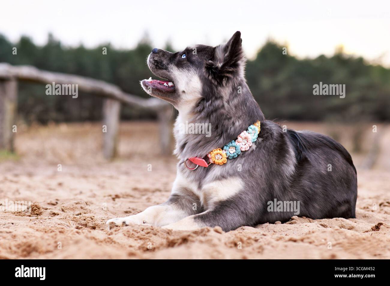 Cute French Bulldog x Siberian Husky dog mix with paracord flower ...