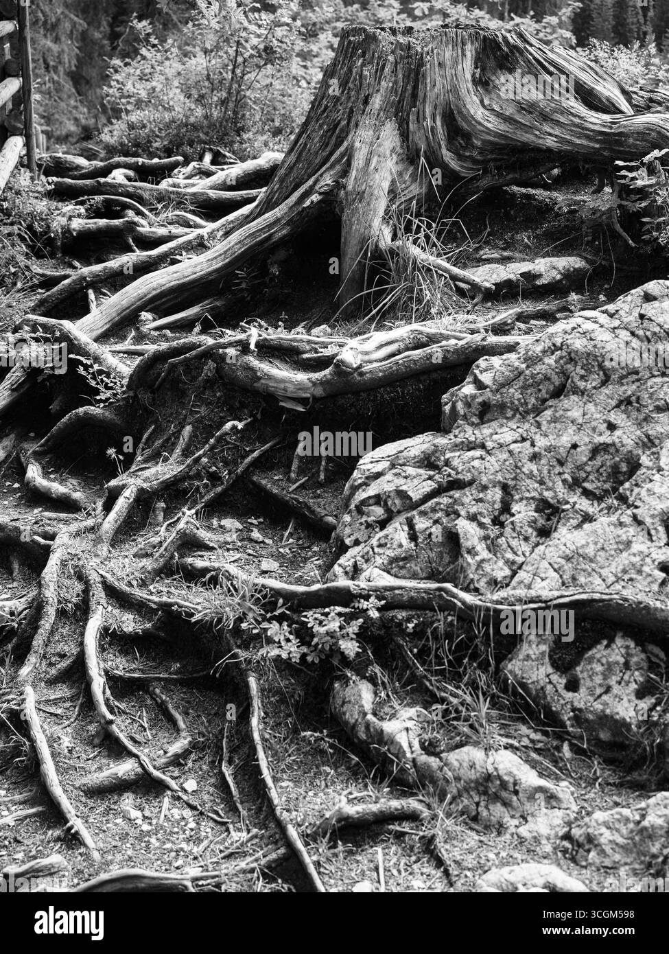 Tree system structure Black and White Stock Photos & Images - Alamy