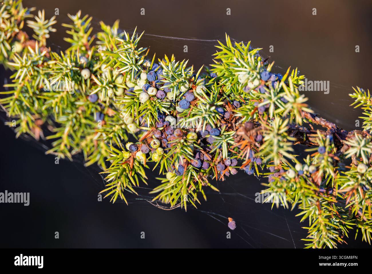 Green juniper sunlight close hi-res stock photography and images - Alamy