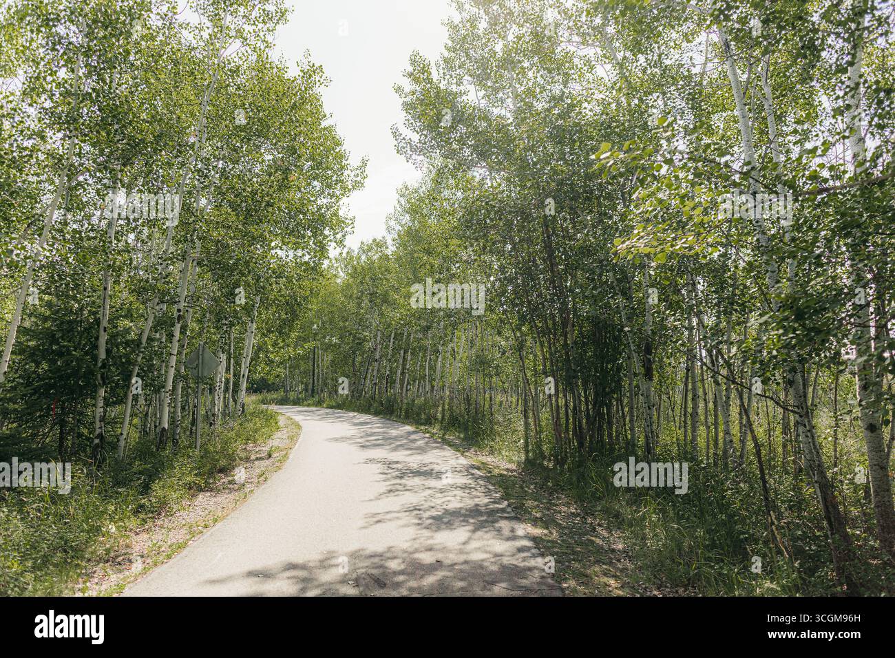 Serene forest path sunlit hi-res stock photography and images - Alamy