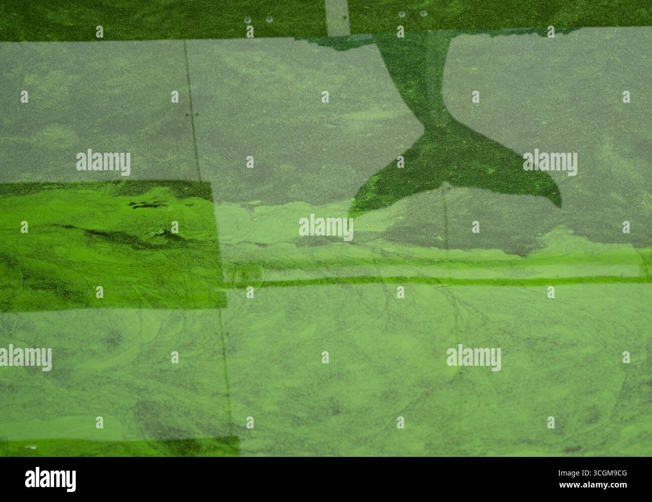 29 August 2025, Brandenburg, Werder (Havel): The tail of a fish painted ...