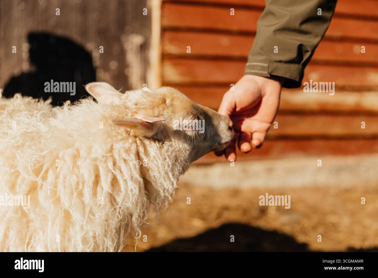 Person petting fluffy sheep hi-res stock photography and images - Alamy