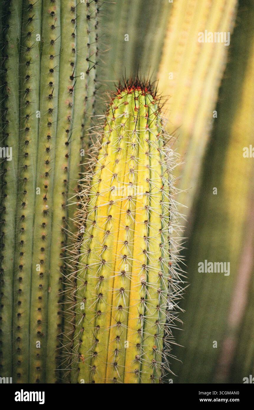 Detailed view of a thriving cactus in the golden sun Stock Photo - Alamy