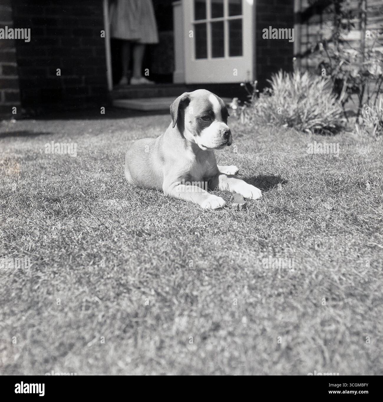 1960s, historical, small dog, possibly a type of mini English bulldog ...