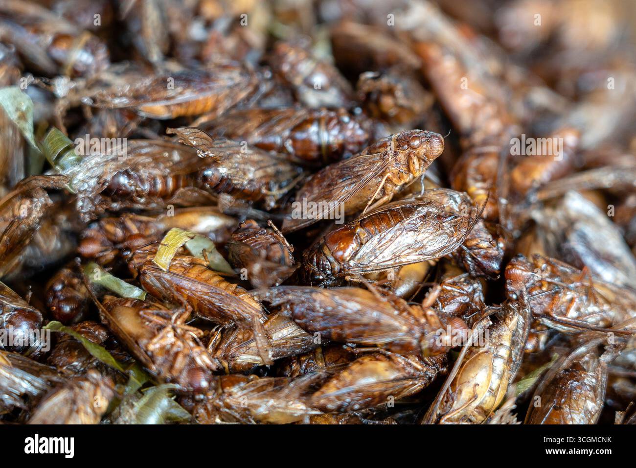 Deep fried cicada one normal hi-res stock photography and images - Alamy
