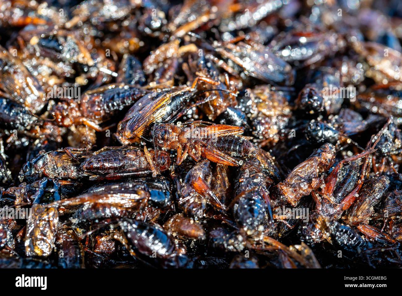Deep fried Cicada is one of the normal traditional local Thai food in ...