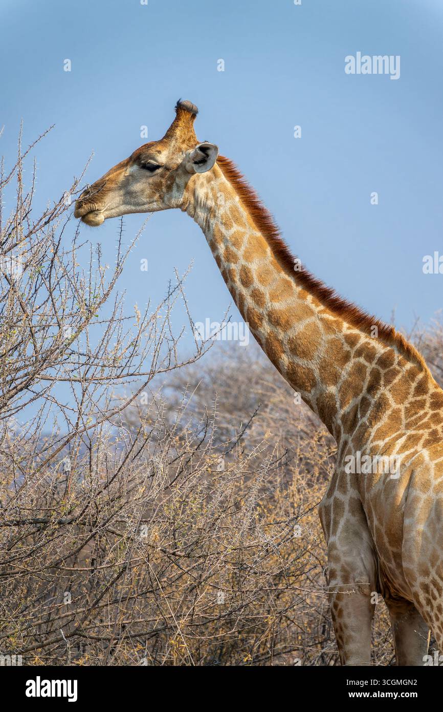 Close up photo of the head and neck of a giraffe, wildlife and game ...