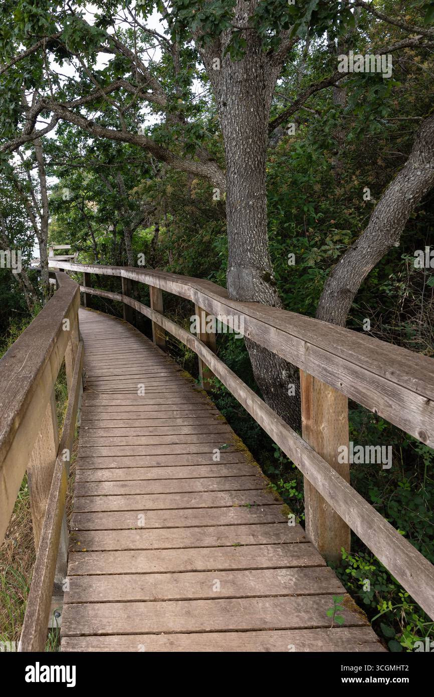 Wooden boardwalk with railings in a natural parkland. Elevated wooden ...