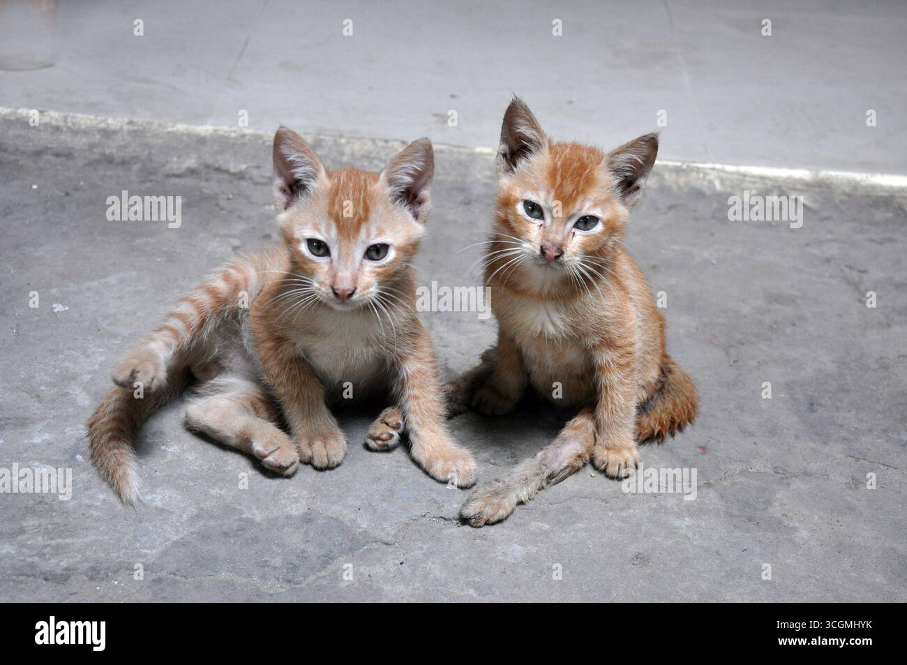 August 29, 2025, Dhaka, Segunbagicha, Bangladesh: 29 agust 2025 Dhaka Bangladesh:..All creatures ...