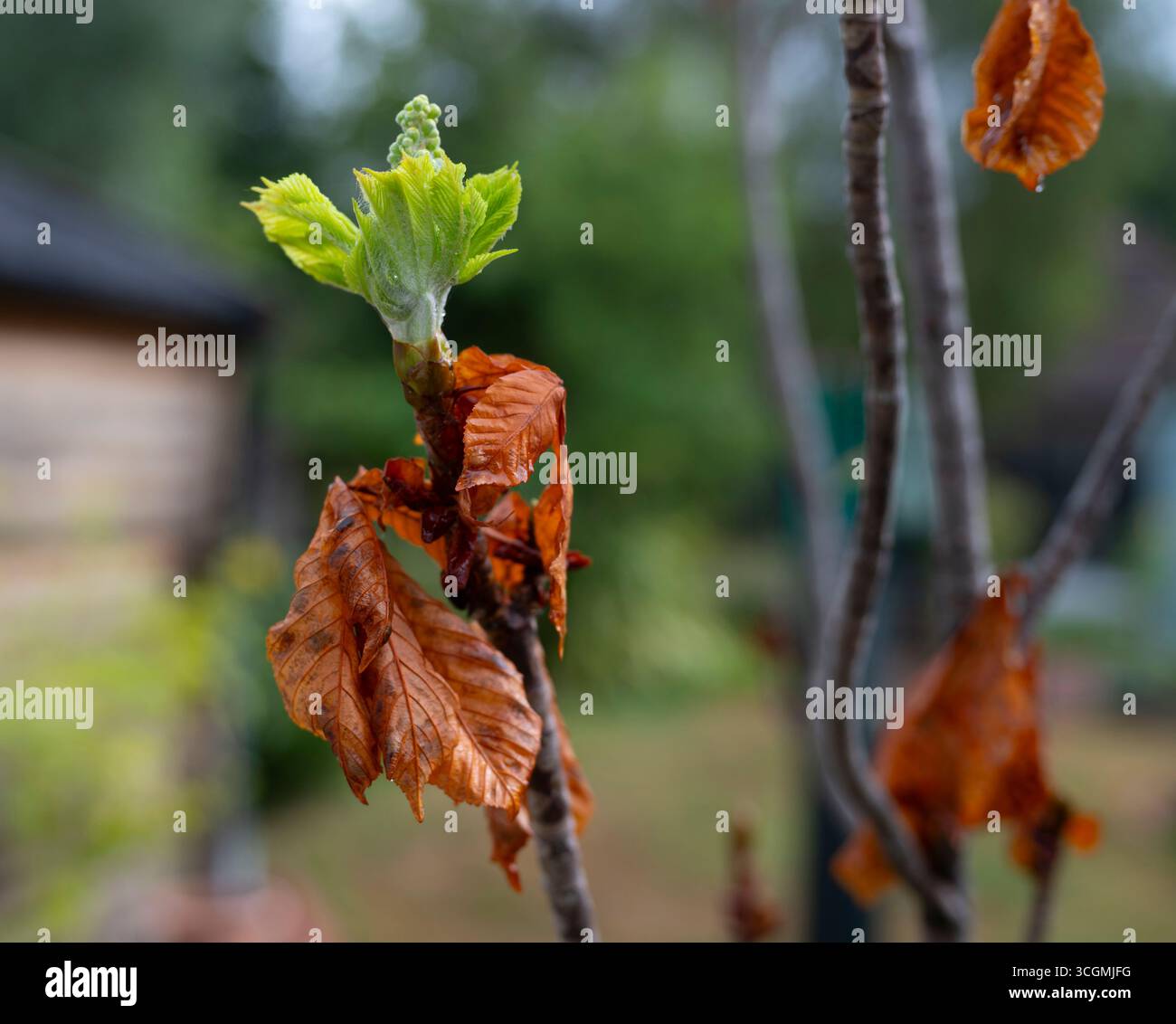 Wimbledon, London, UK. 29th August, 2025. Sustained summer drought in ...