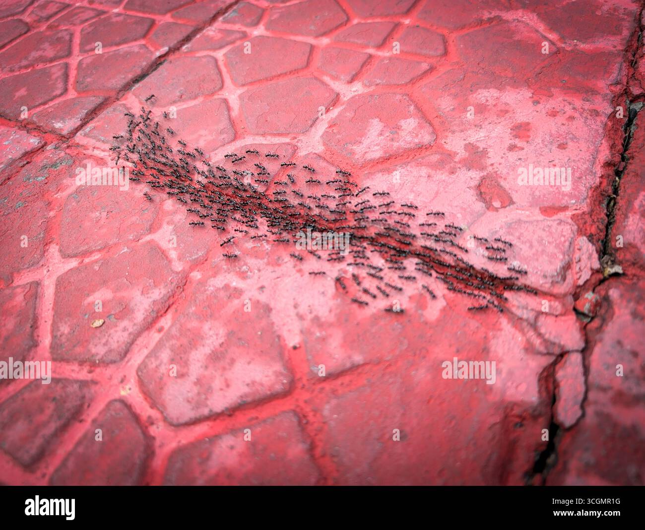 A group of ants marching in a line on a red textured surface Stock ...
