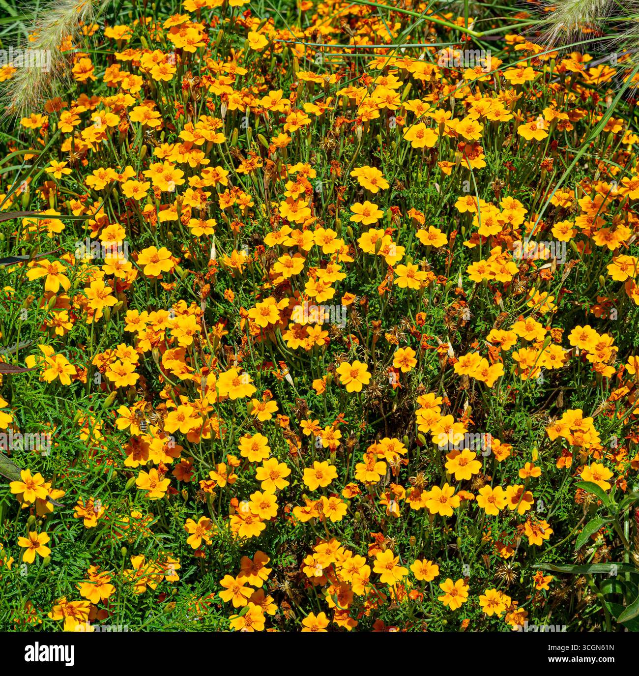 Schmalblatt studentenblume hi-res stock photography and images - Alamy